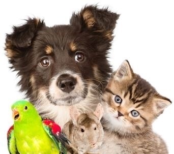 Tierheim Regensburg: (Neue Öffnungszeiten) | Hundeatlas.com